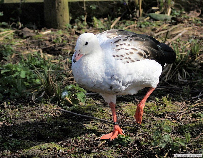 Identify Andean Goose - Wildfowl Photography.
