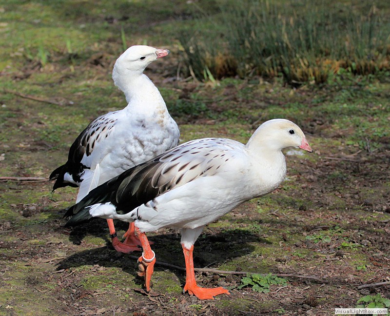Identify Andean Goose - Wildfowl Photography.