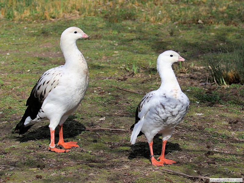 Identify Andean Goose - Wildfowl Photography.