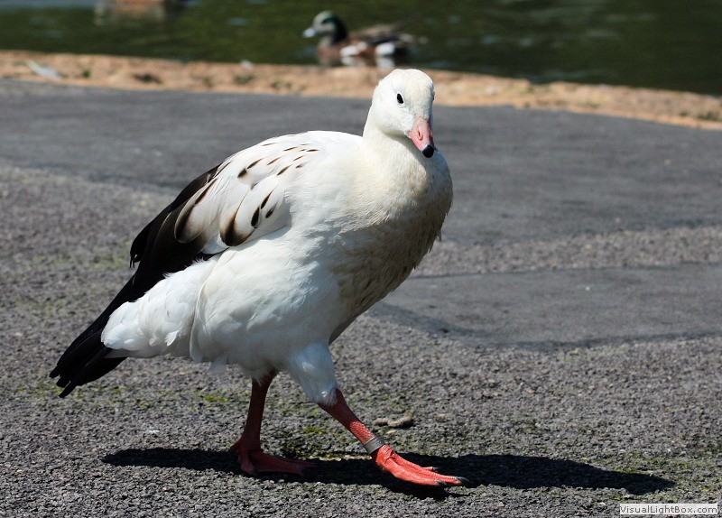 Identify Andean Goose - Wildfowl Photography.