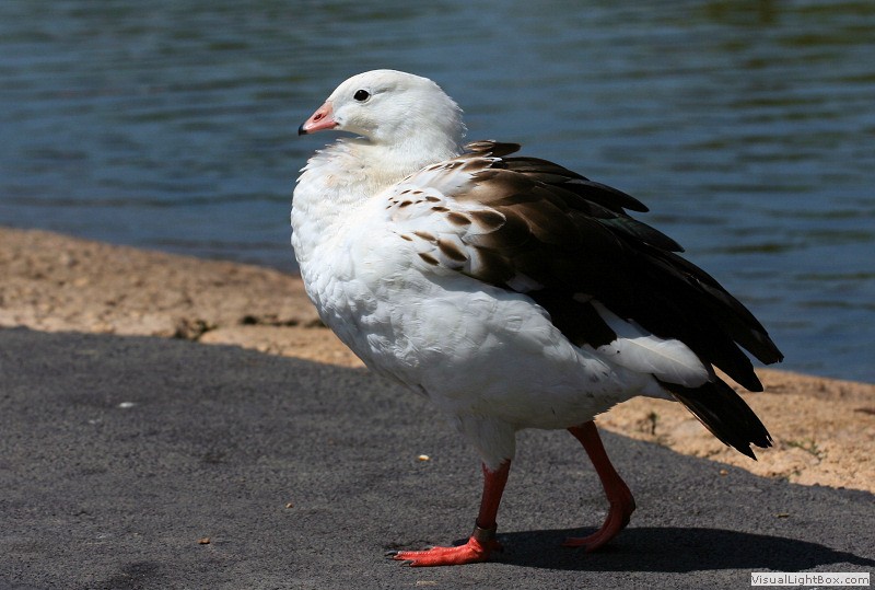 Identify Andean Goose - Wildfowl Photography.