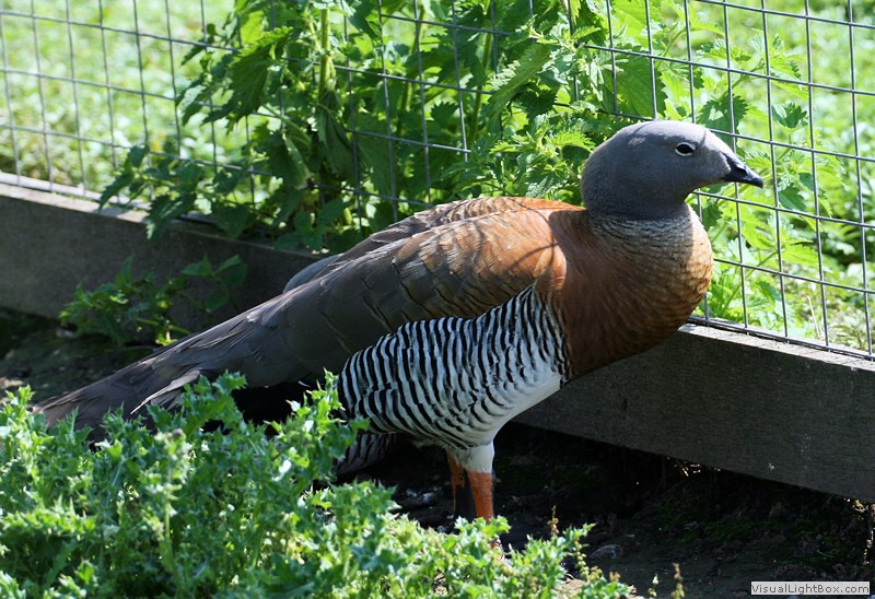 Identify Ashy-headed Goose - Wildfowl Photography.