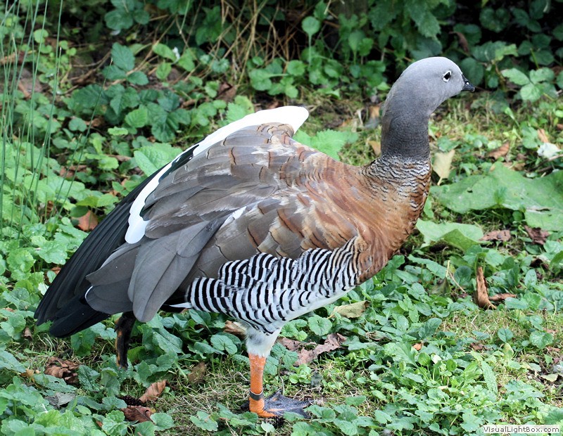 Identify Ashy-headed Goose - Wildfowl Photography.