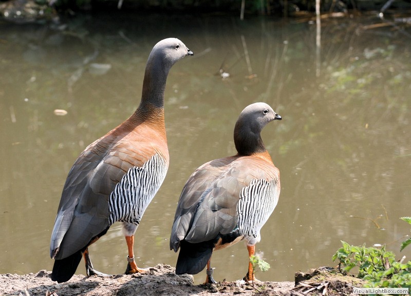 Identify Ashy-headed Goose - Wildfowl Photography.