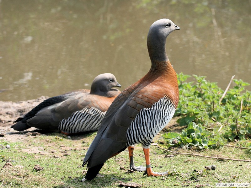 Identify Ashy-headed Goose - Wildfowl Photography.
