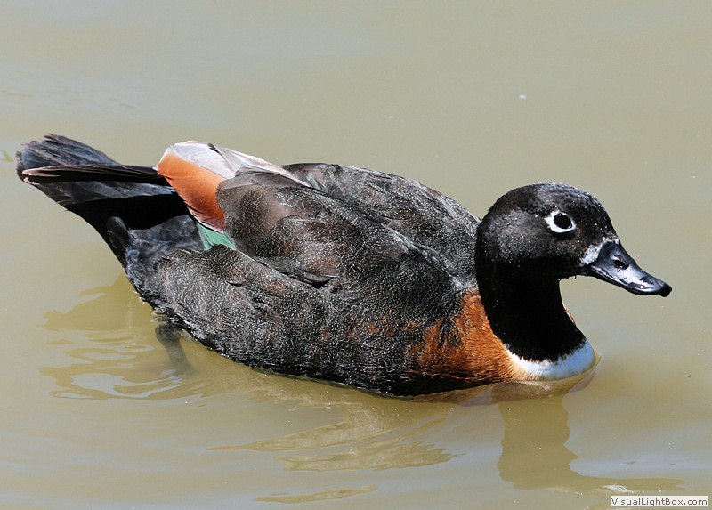 Identify Australian Shelduck - Wildfowl Photography.
