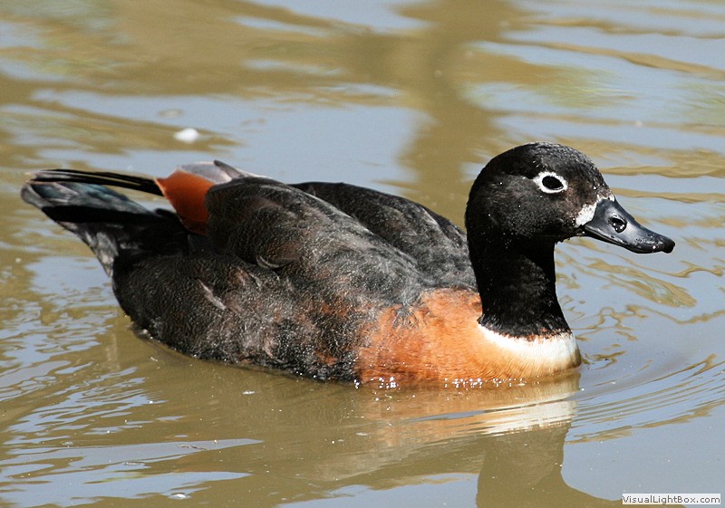 Identify Australian Shelduck - Wildfowl Photography.