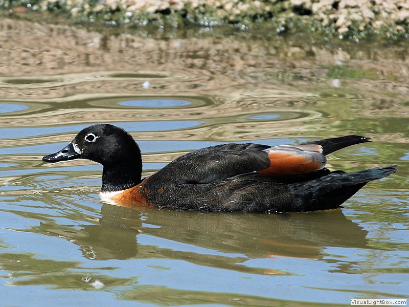 Identify Australian Shelduck - Wildfowl Photography.