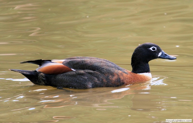 Identify Australian Shelduck - Wildfowl Photography.