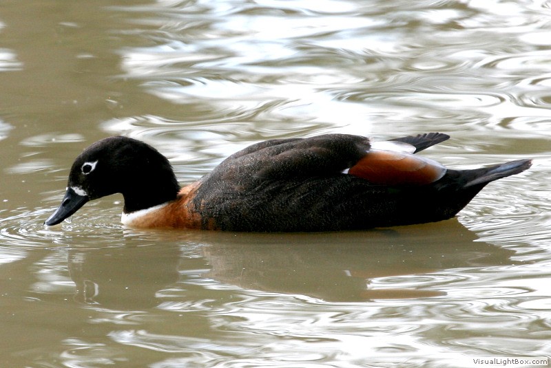 Identify Australian Shelduck - Wildfowl Photography.