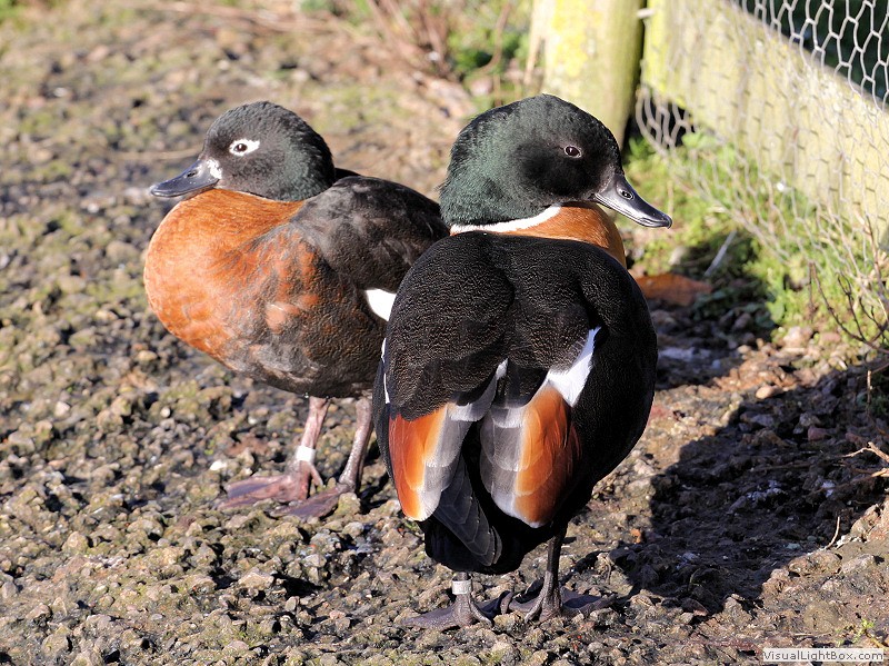 Identify Australian Shelduck - Wildfowl Photography.