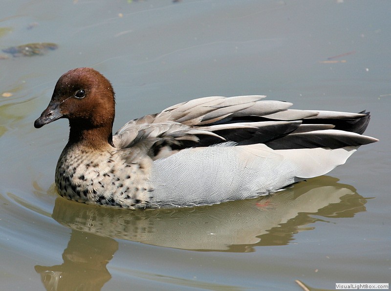Identify Australian Wood Duck - Wildfowl Photography.