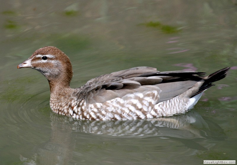 Identify Australian Wood Duck - Wildfowl Photography.