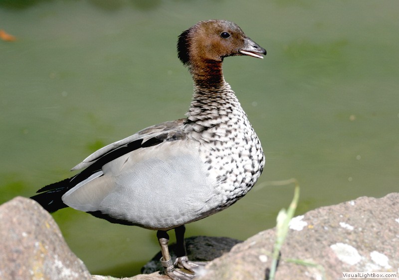 Identify Australian Wood Duck - Wildfowl Photography.