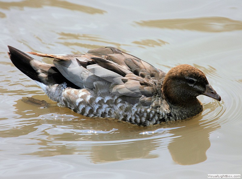 Identify Australian Wood Duck - Wildfowl Photography.