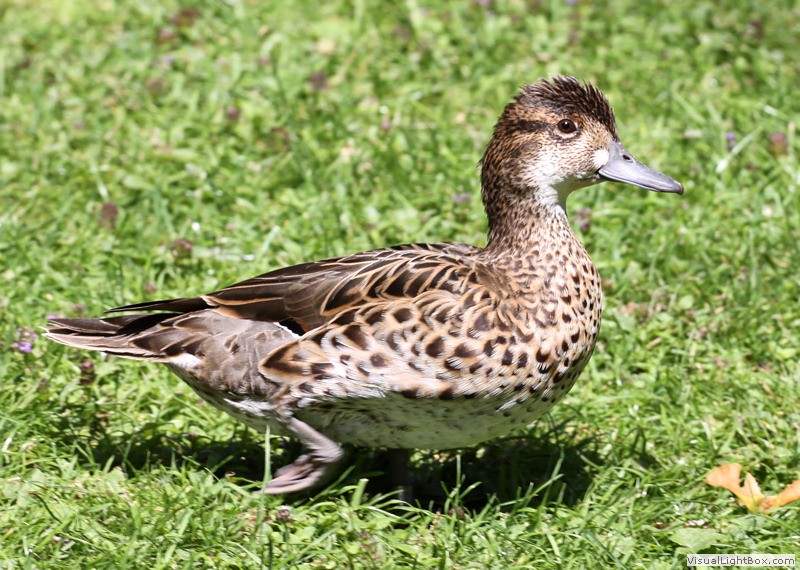 Identify Baikal Teal - Wildfowl Photography.