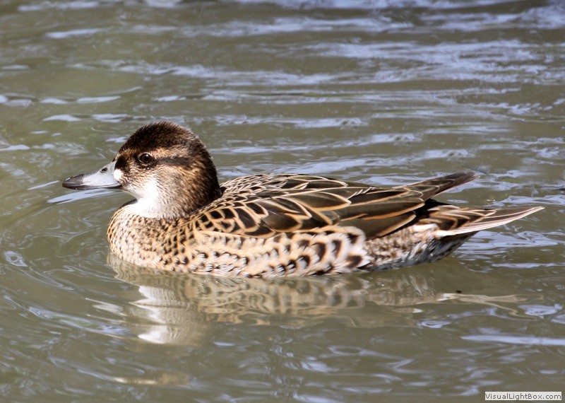 Identify Baikal Teal - Wildfowl Photography.