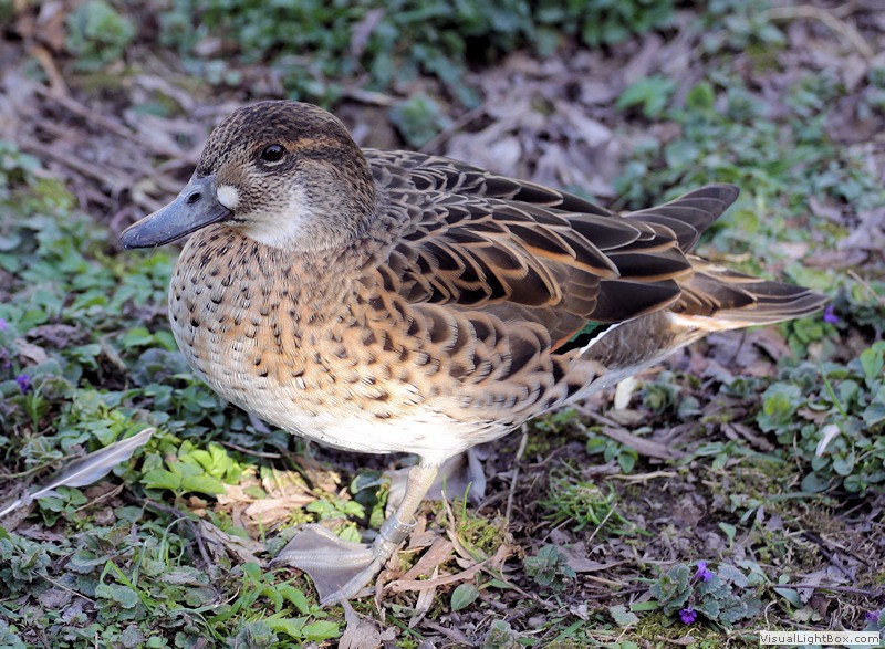 Identify Baikal Teal - Wildfowl Photography.