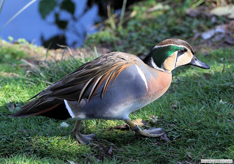 Identify Baikal Teal - Wildfowl Photography.