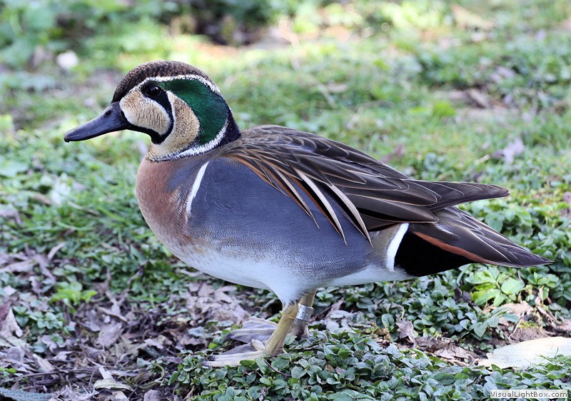 Identify Baikal Teal - Wildfowl Photography.