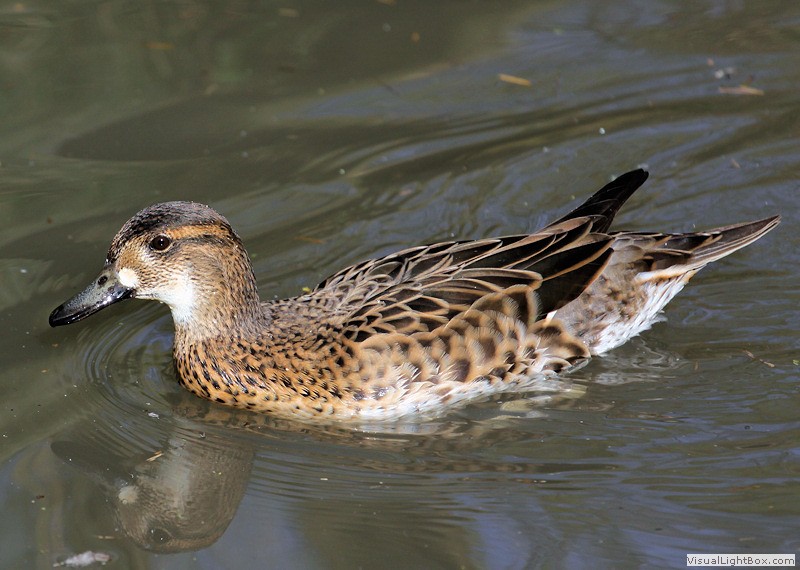 Identify Baikal Teal - Wildfowl Photography.