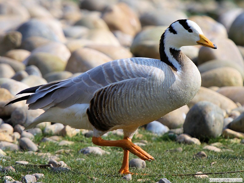 Identify Bar-headed Goose - Wildfowl Photography.