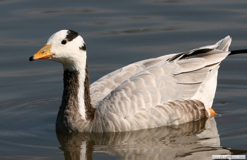 Identify Bar-headed Goose - Wildfowl Photography.