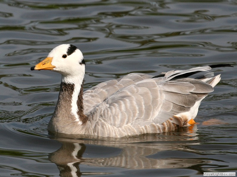 Identify Bar-headed Goose - Wildfowl Photography.