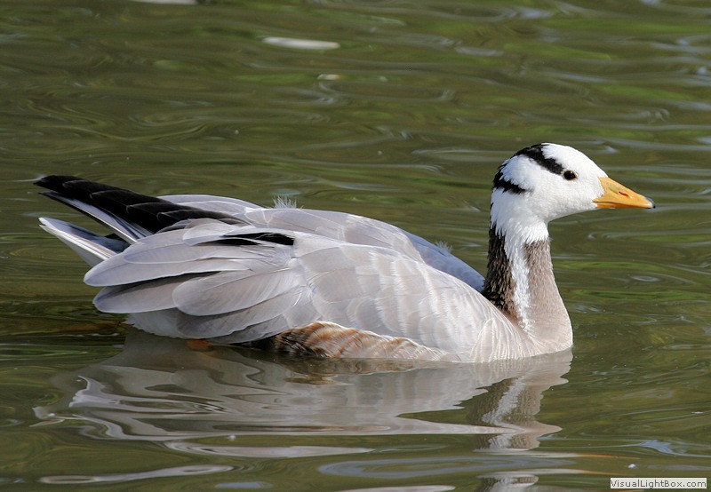 Identify Bar-headed Goose - Wildfowl Photography.