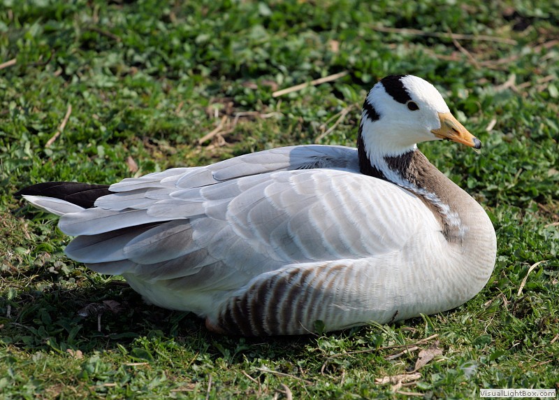 Identify Bar-headed Goose - Wildfowl Photography.