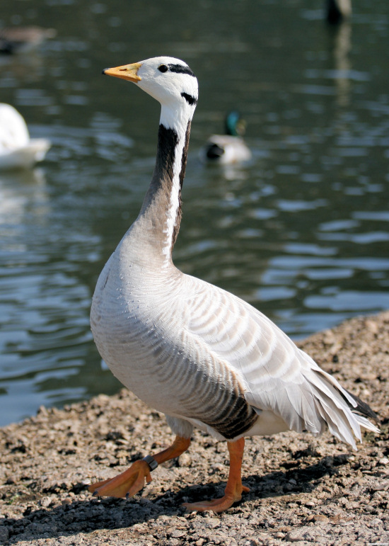 Identify Bar-headed Goose - Wildfowl Photography.