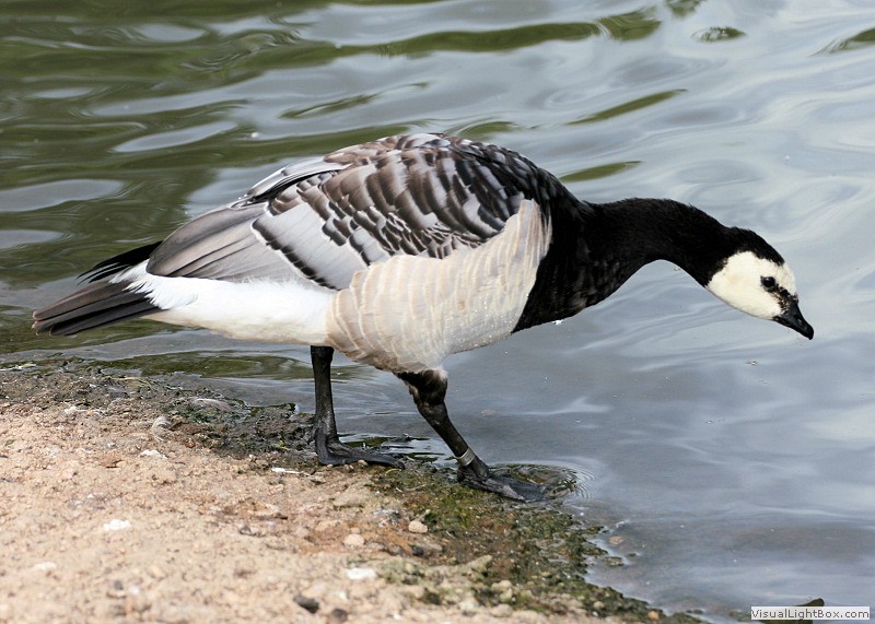 Identify Barnacle Goose - Wildfowl Photography.