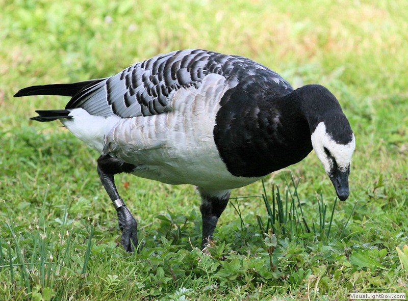 Identify Barnacle Goose - Wildfowl Photography.