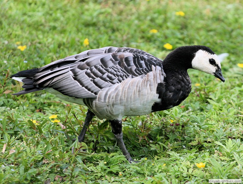 Identify Barnacle Goose - Wildfowl Photography.