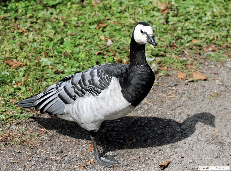 Identify Barnacle Goose - Wildfowl Photography.