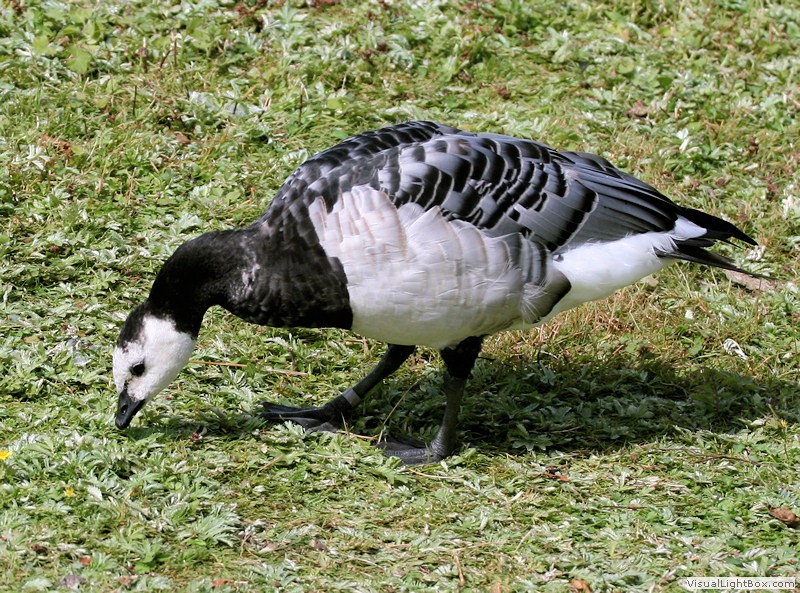 Identify Barnacle Goose - Wildfowl Photography.
