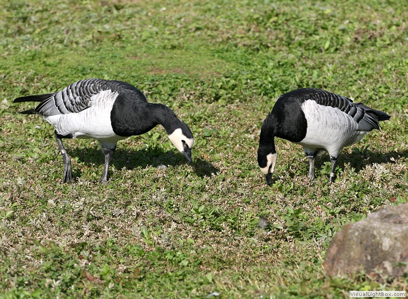 Identify Barnacle Goose - Wildfowl Photography.