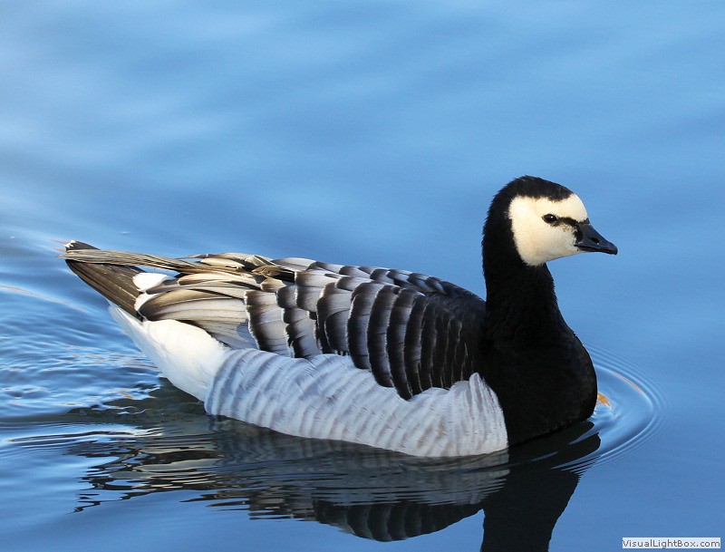 Identify Barnacle Goose - Wildfowl Photography.