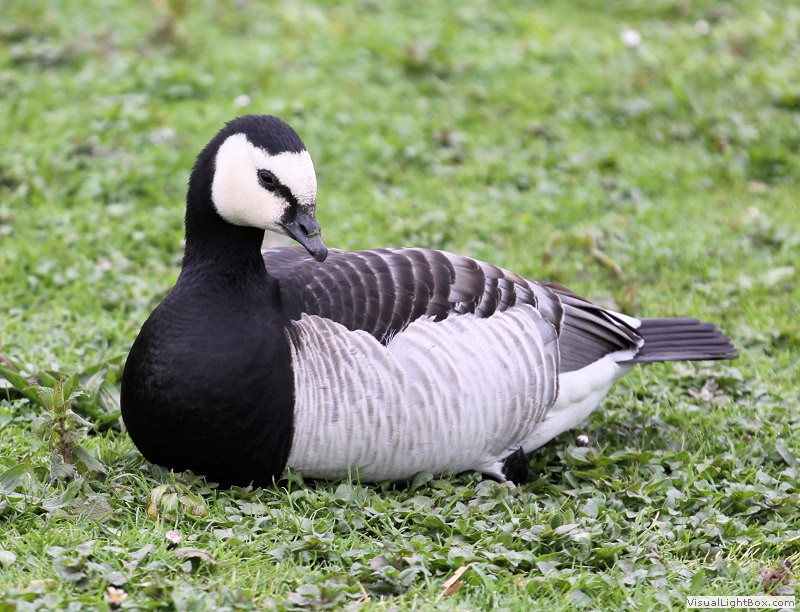 Identify Barnacle Goose - Wildfowl Photography.