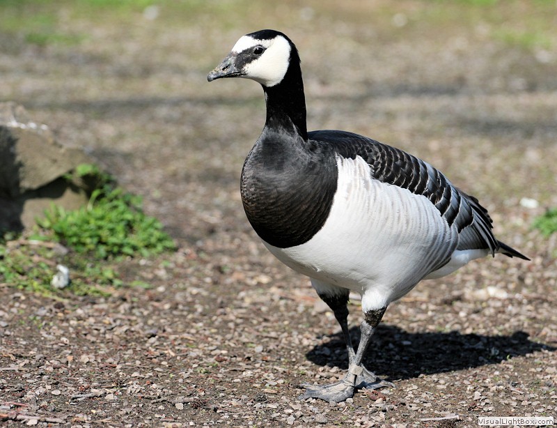 Identify Barnacle Goose - Wildfowl Photography.