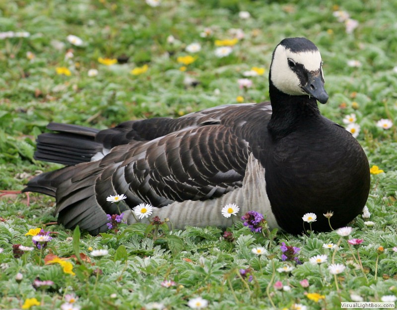 Identify Barnacle Goose - Wildfowl Photography.