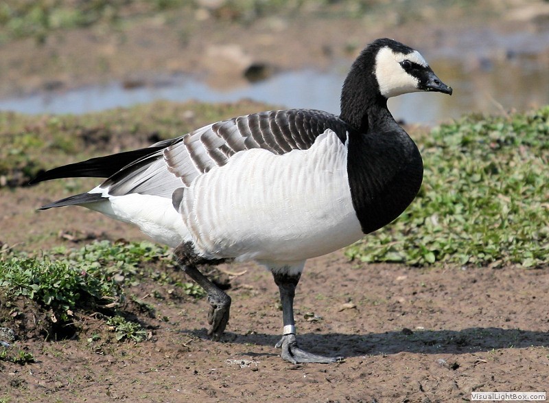 Identify Barnacle Goose - Wildfowl Photography.