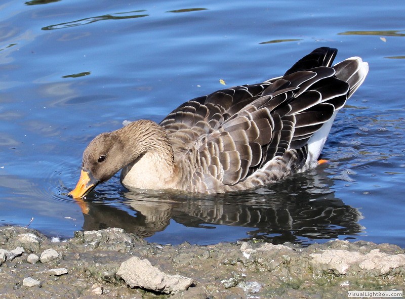Identify Bean Goose - Wildfowl Photography.