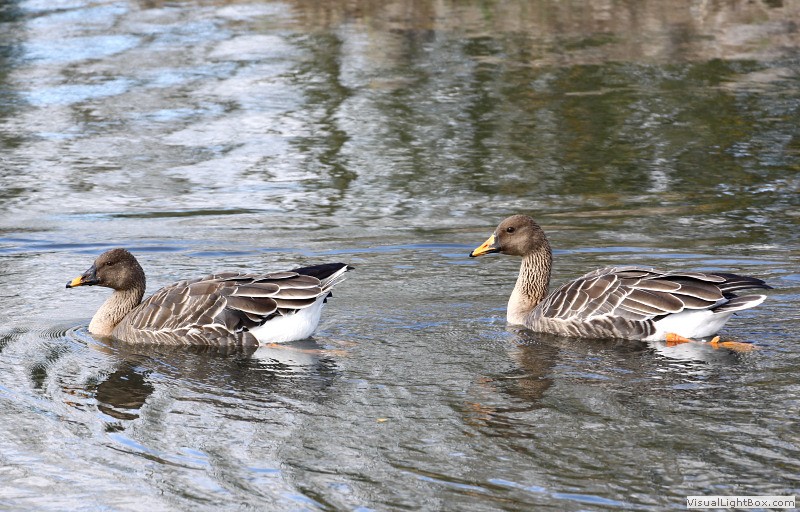 Identify Bean Goose - Wildfowl Photography.