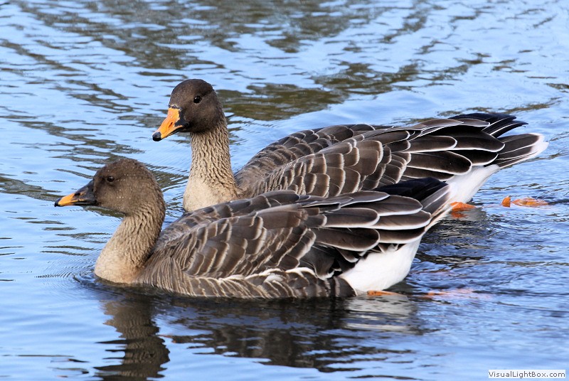 Identify Bean Goose - Wildfowl Photography.