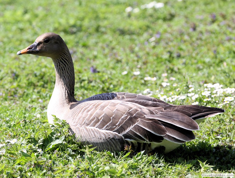 Identify Bean Goose - Wildfowl Photography.