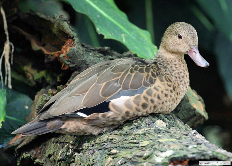 Identify Berniers Teal or Madagascar Teal - Wildfowl Photography.