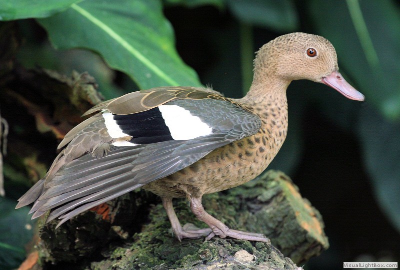 Identify Berniers Teal or Madagascar Teal - Wildfowl Photography.