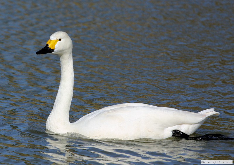 Identify Bewicks Swan - Wildfowl Photography.