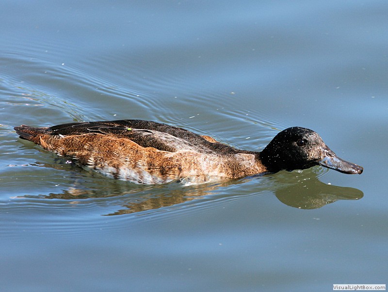 Identify Black-headed Duck - Wildfowl Photography.